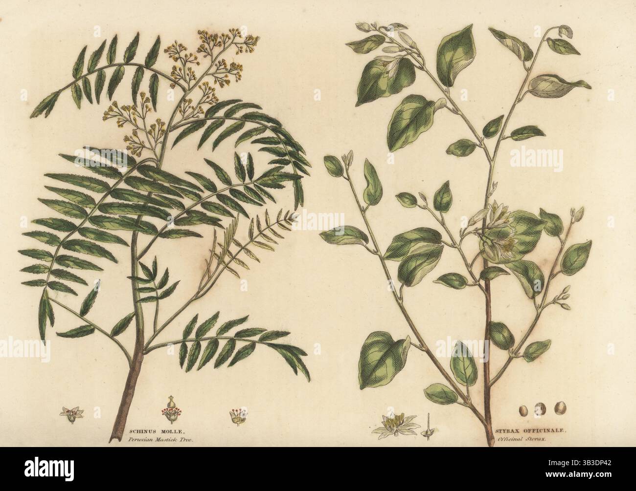 Peruvian mastick tree hi-res stock photography and images - Alamy