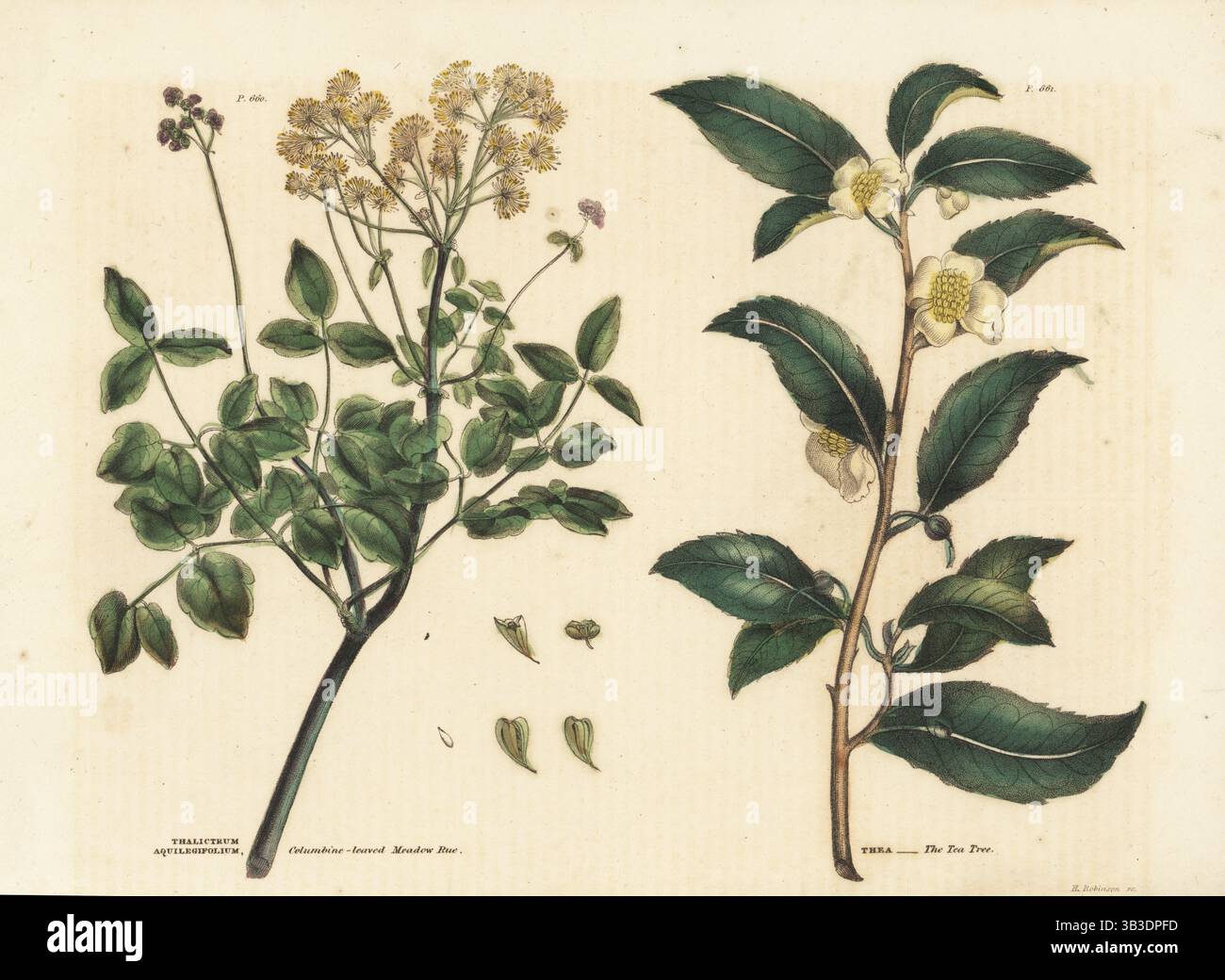 Columbine-leaved meadow rue, Thalictrum aquilegifolium, and the tea ...