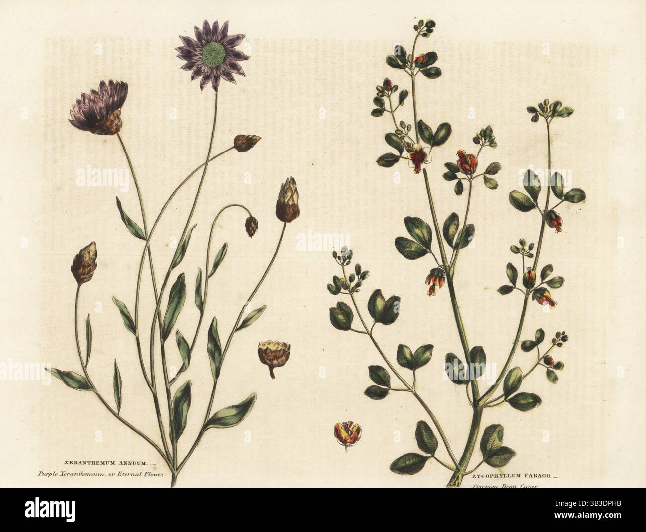 Annual everlasting, Xeranthemum annuum, and Syrian bean caper ...