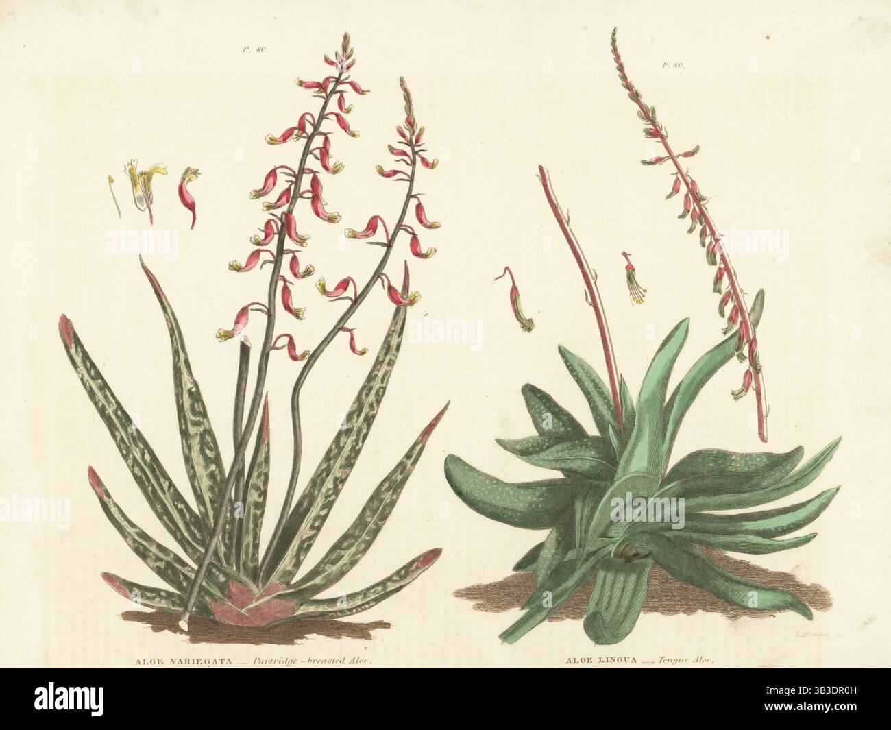 Tiger aloe, Gonialoe variegata, and fan aloe, Kumara plicatilis ...