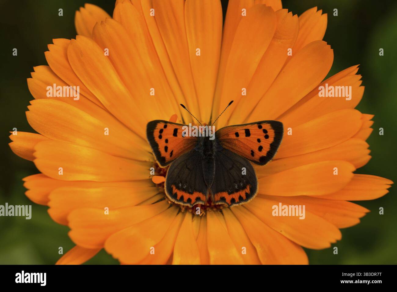 Marigold flower in small hi-res stock photography and images - Alamy