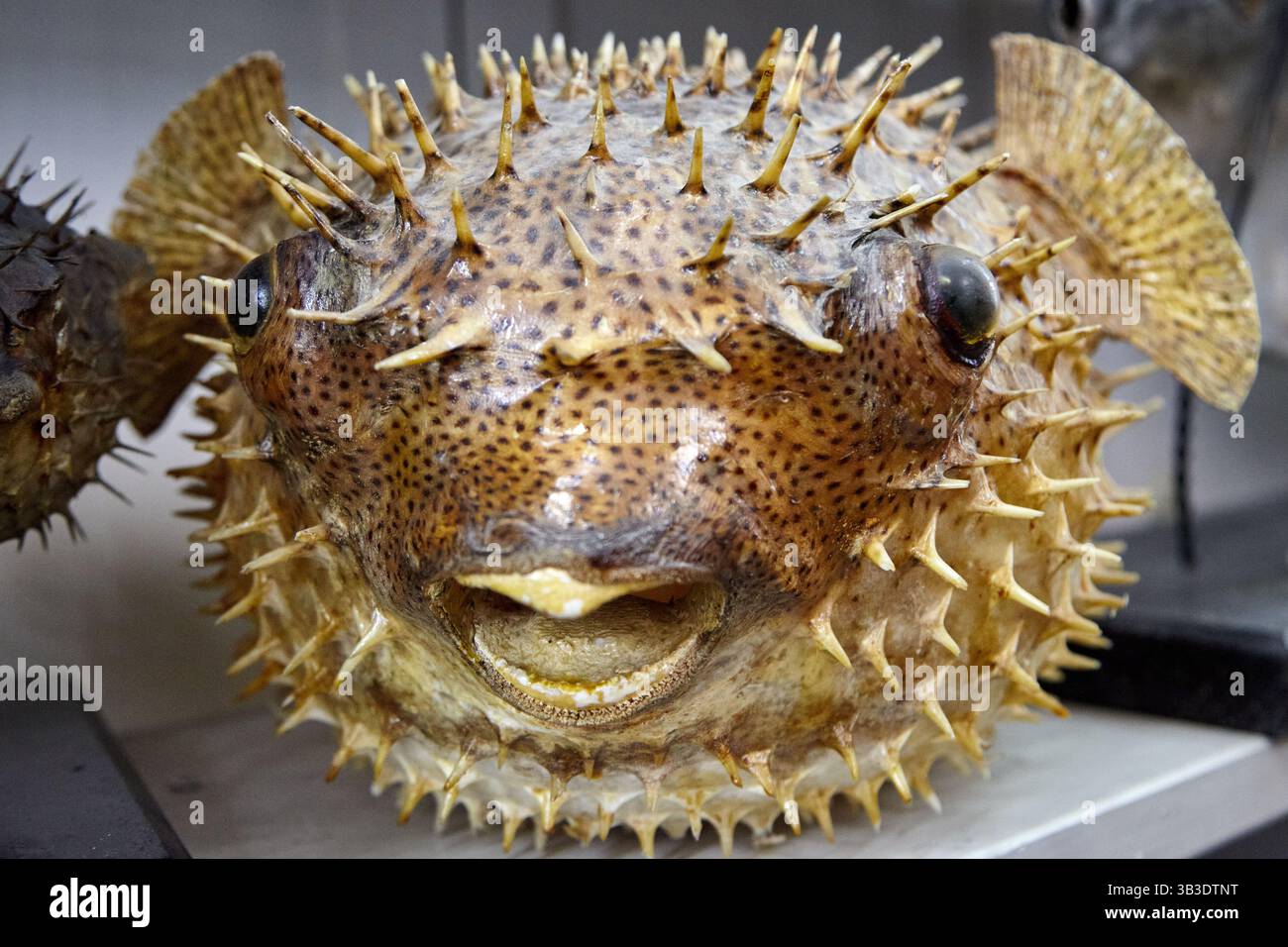 Taxidermied porcupinefish hi-res stock photography and images - Alamy