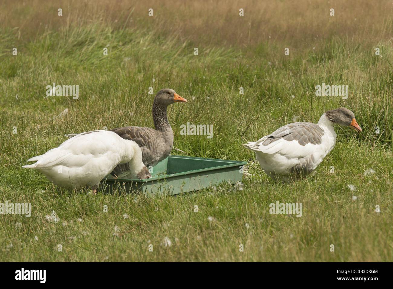 Bird food station hi-res stock photography and images - Alamy