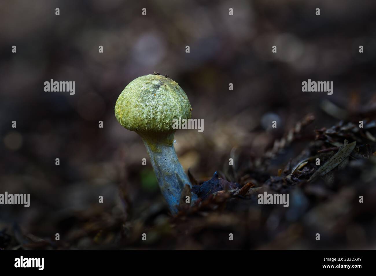A green fungus Cortinarius growing on the forest ground. Auckland Stock ...