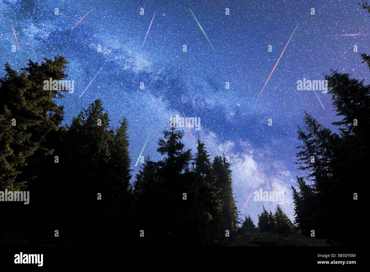 A view of the stars of the blue Milky Way with pine trees forest ...