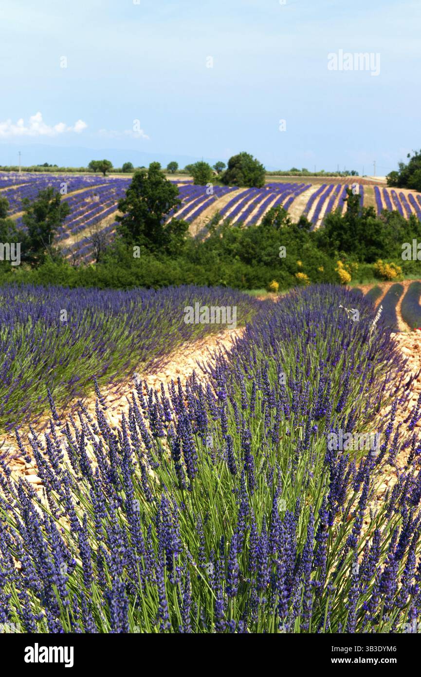 Purple lavender fields in the French Provence Stock Photo - Alamy