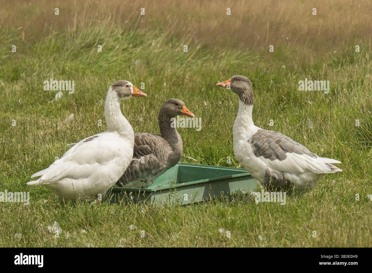 Bird feeding stations hi-res stock photography and images - Alamy