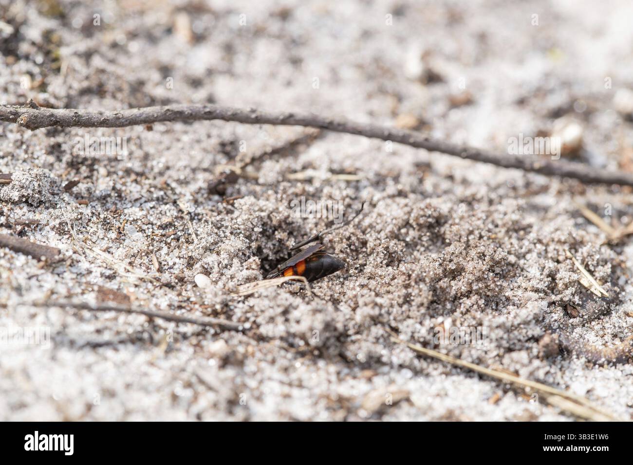 Black banded spider wasps hi-res stock photography and images - Alamy