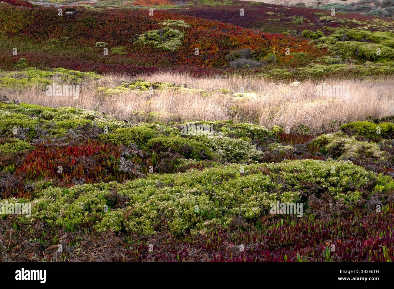 Northern California coastal shrubland with colorful ice plant, grasses ...