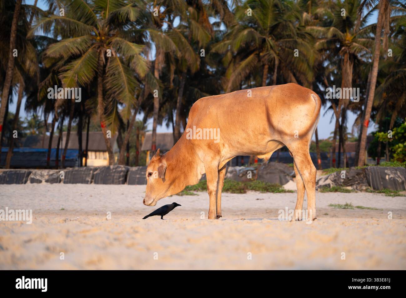 Sacred cow standing on the Colva beach in Goa, South India, palm trees ...