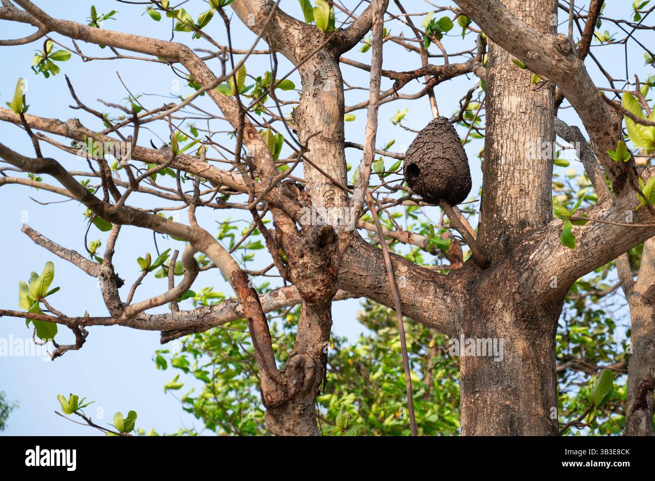 Asian yellow legged hornet nest hive in a tree, Vespa velutina, predatory wasp in India Stock ...
