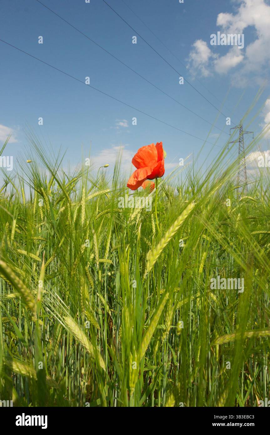 Meadow poppies under blue hi-res stock photography and images - Alamy