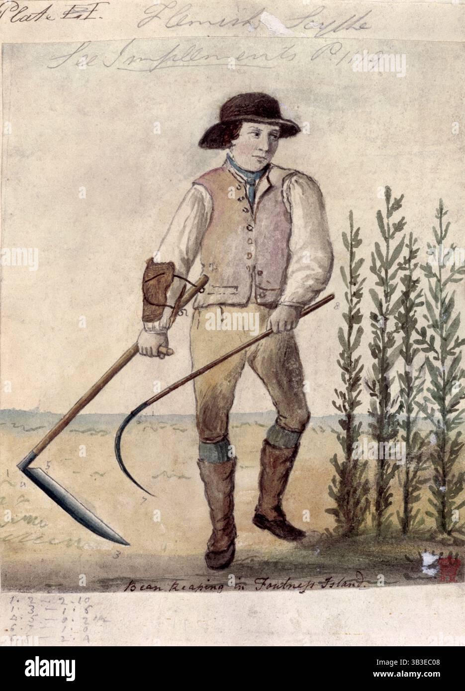 Farm worker using the Flemish scythe, c1808. 'Bean reaping in Foulness ...