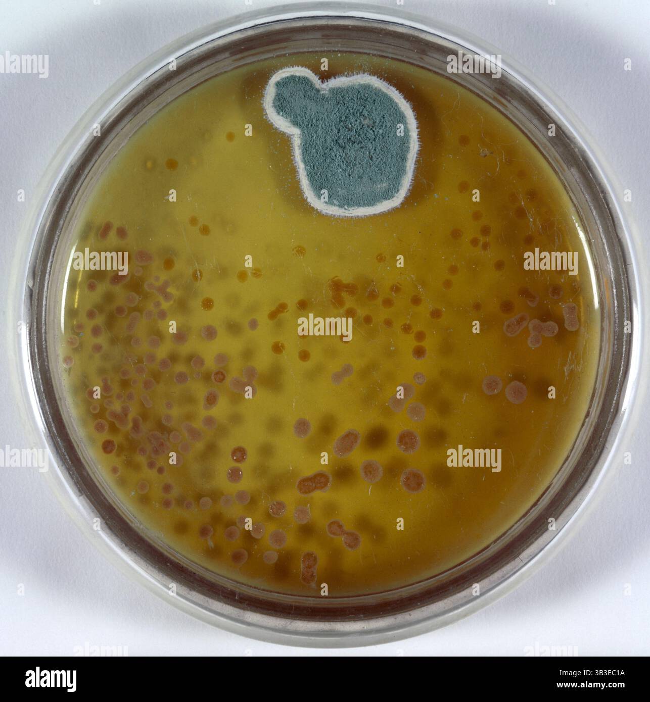 Alexander fleming hi-res stock photography and images - Alamy