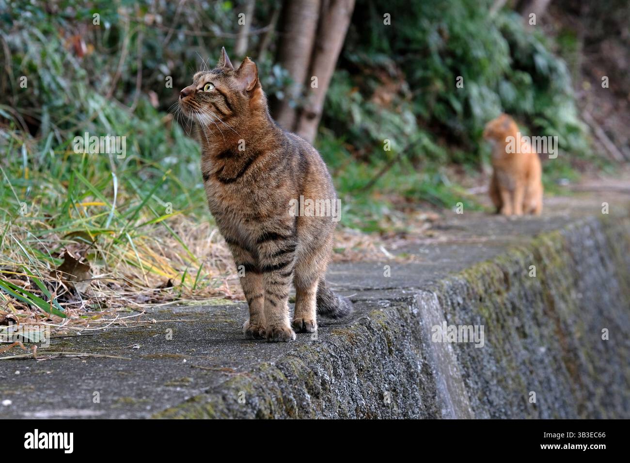 Two cats walking on hi-res stock photography and images - Alamy