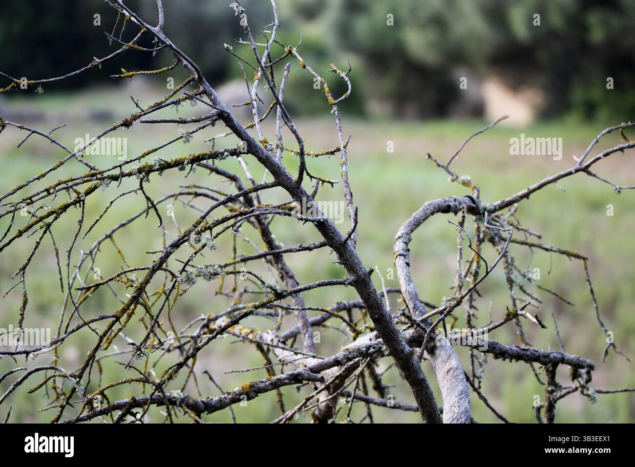 twisted and dried tree trunks on the beach and dunes Stock Photo - Alamy