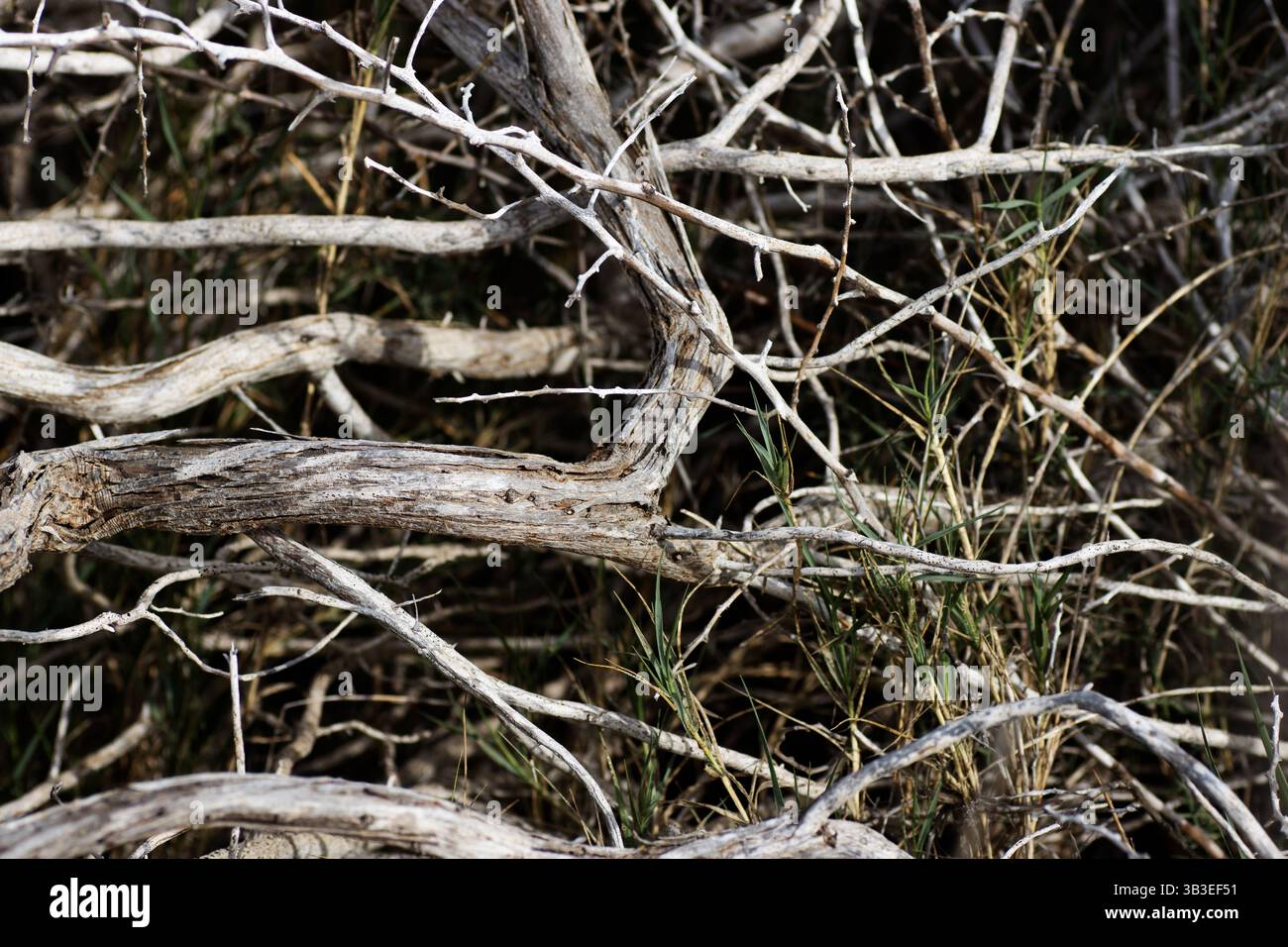 twisted and dried tree trunks on the beach and dunes Stock Photo - Alamy