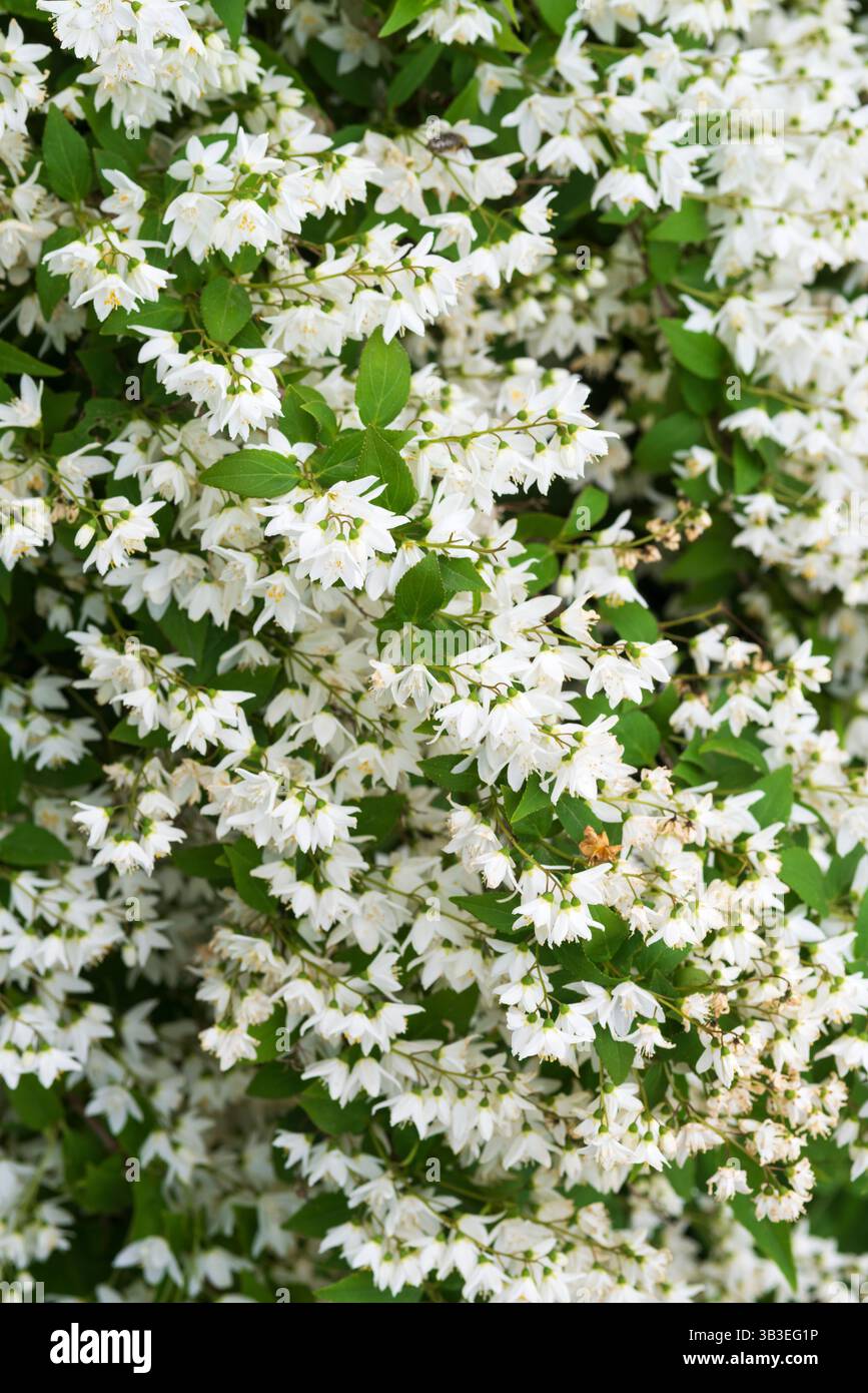 Mayflower bush deutzia gracilis with blossom hi-res stock photography ...