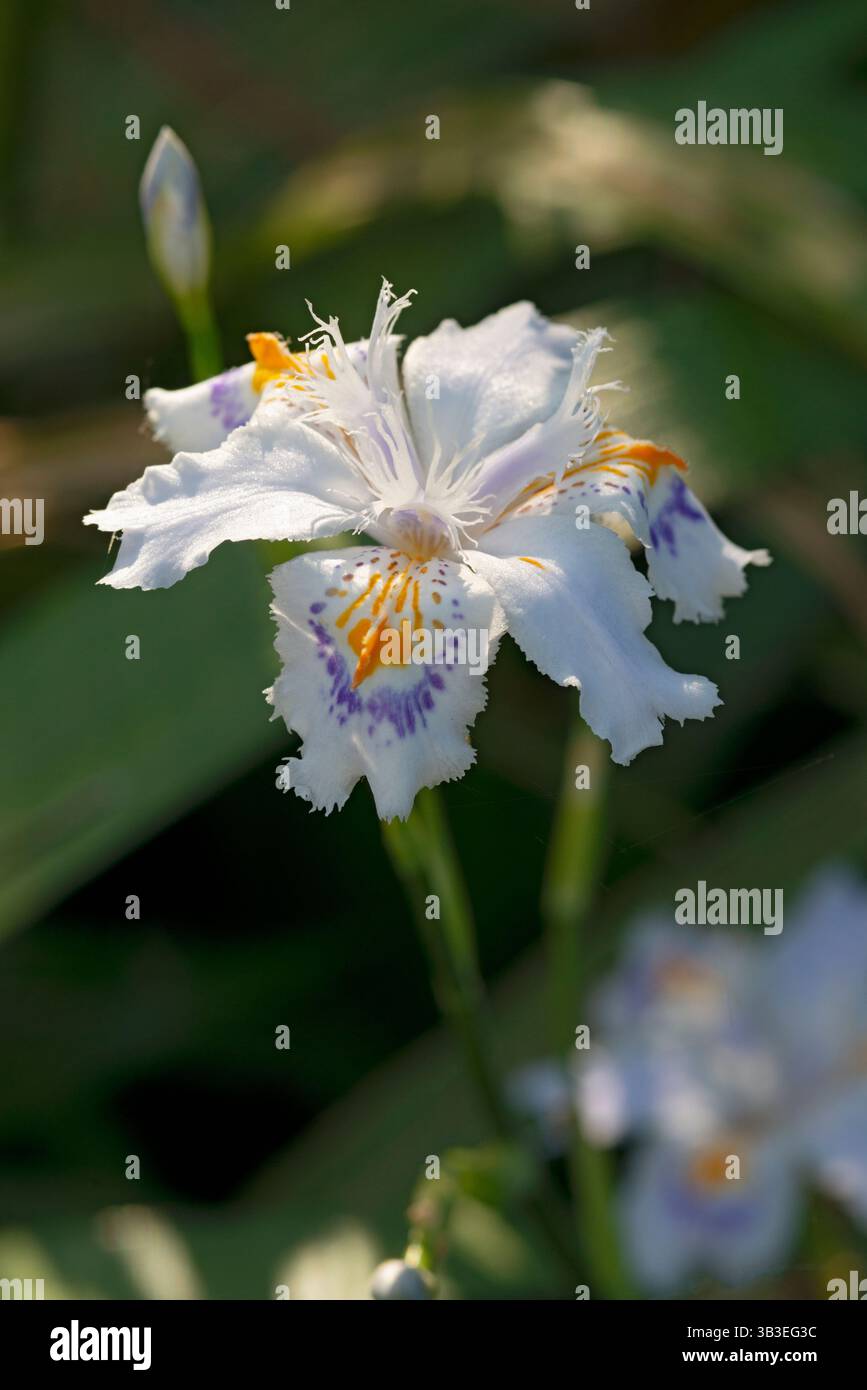 Iris japonica hi-res stock photography and images - Alamy