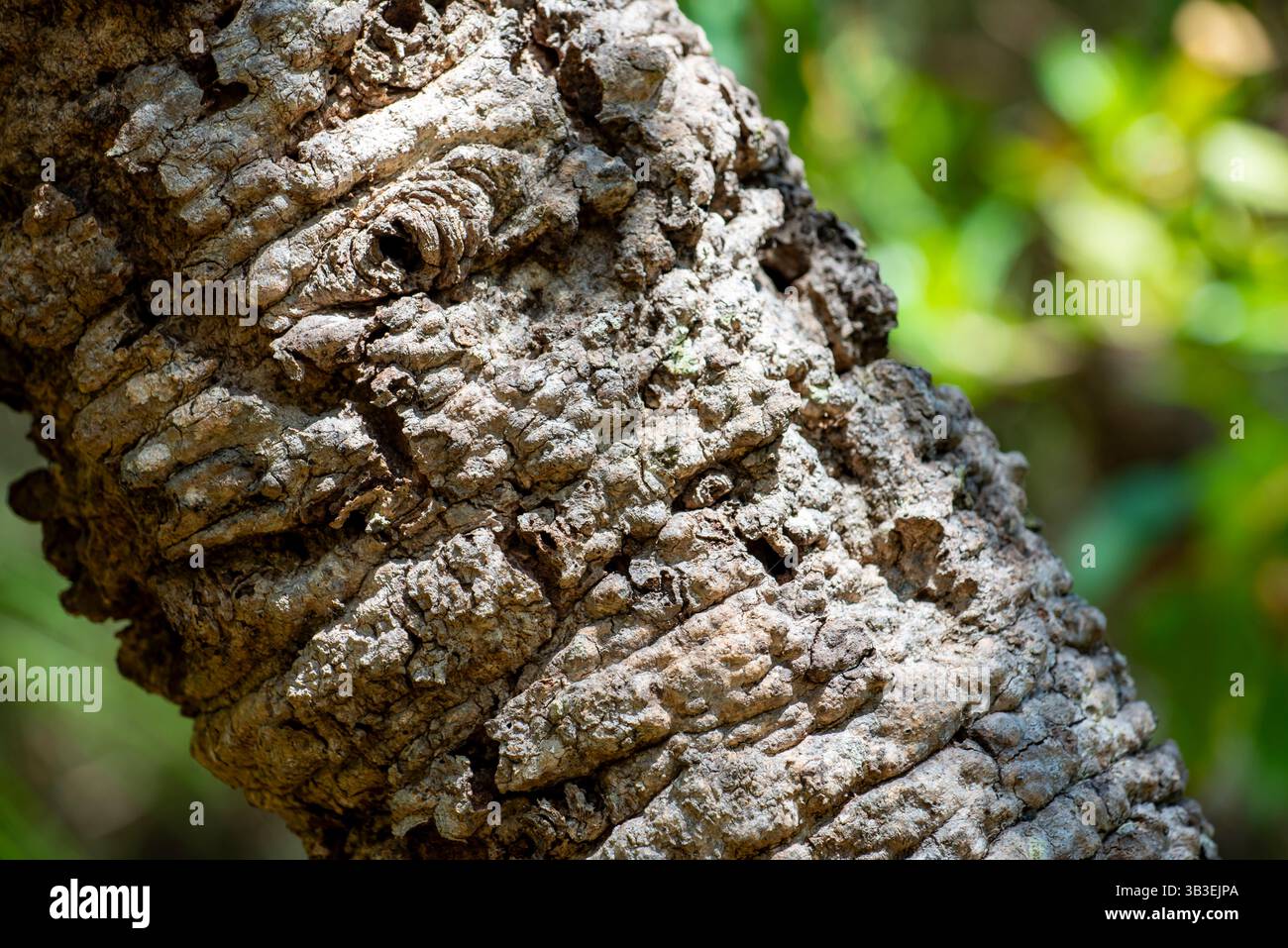 The gnarled trunk of an Old Man Banksia, Saw Banksia or Banksia serrata ...