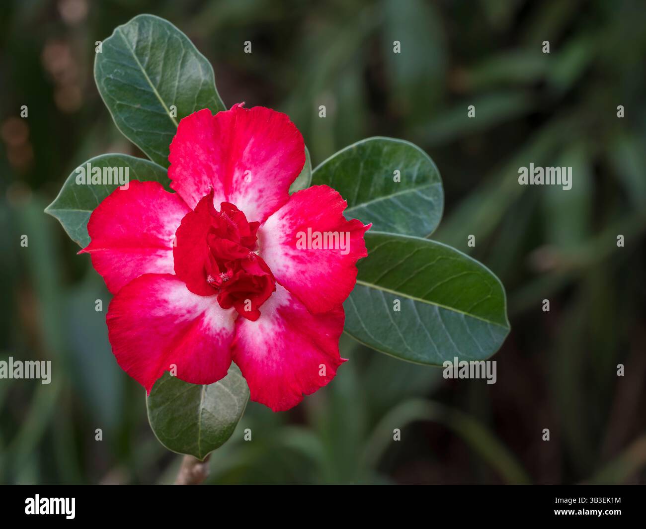 Closeup view of bright red and white double flower of adenium obesum ...