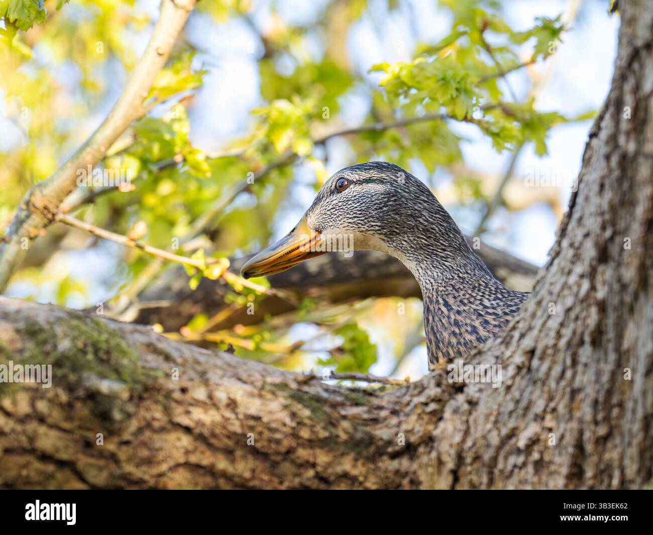 A female Mallard, Anas platyrhynchos in an Oak Tree in Ambleside, Lake ...