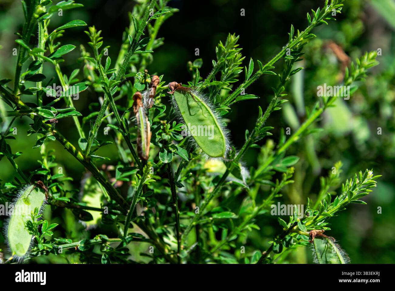 Fuzzy plant pods close-up Hairy green plant seed pods glowing in ...