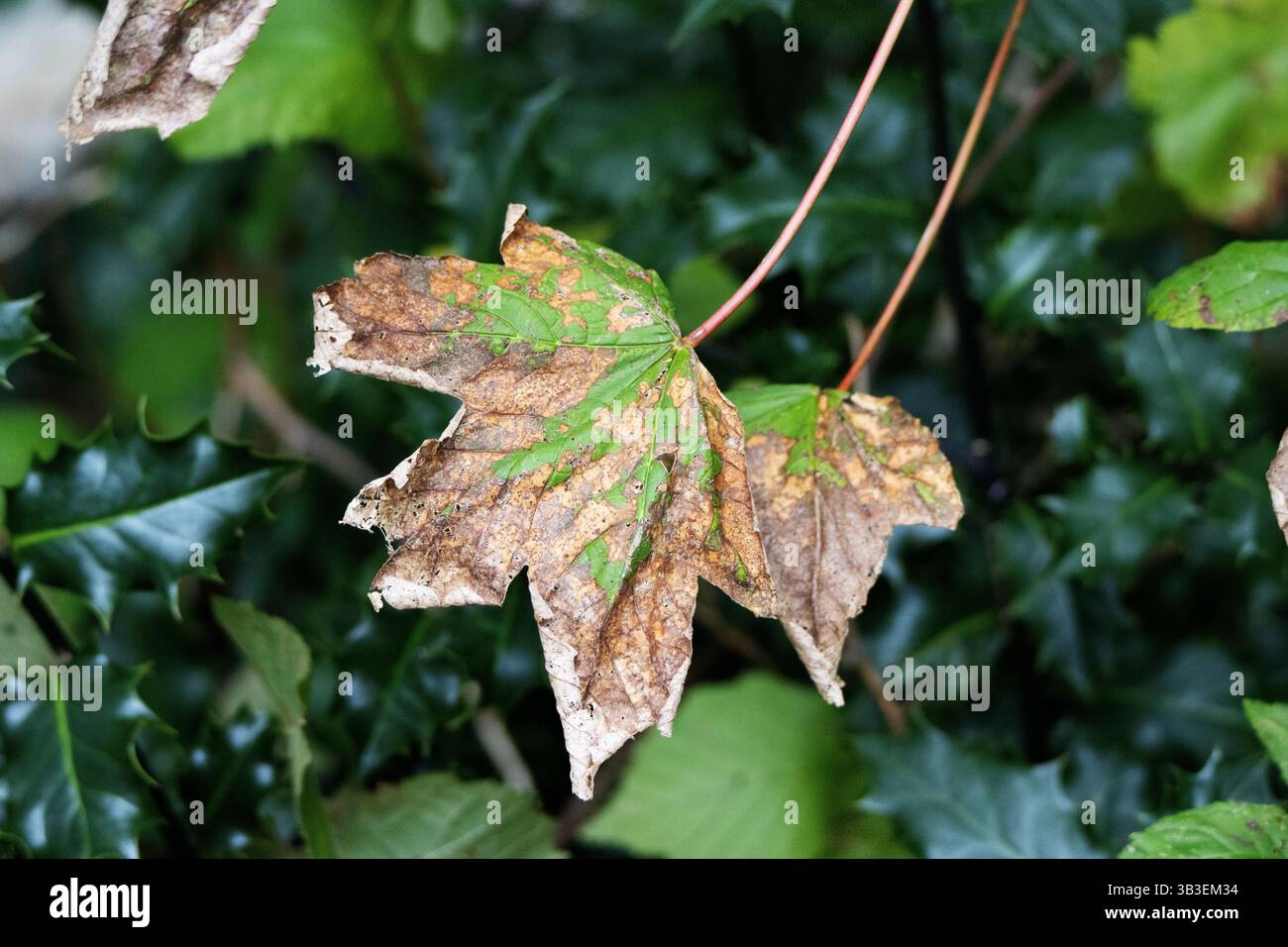 Half dead half blooming garden hi-res stock photography and images - Alamy