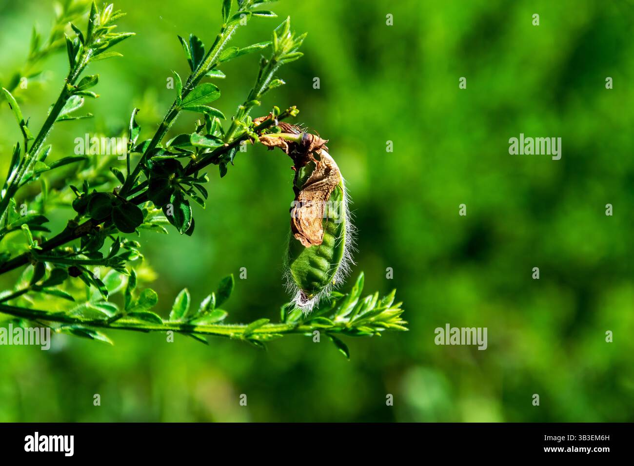 Fuzzy plant pods close-up Hairy green plant seed pods glowing in ...