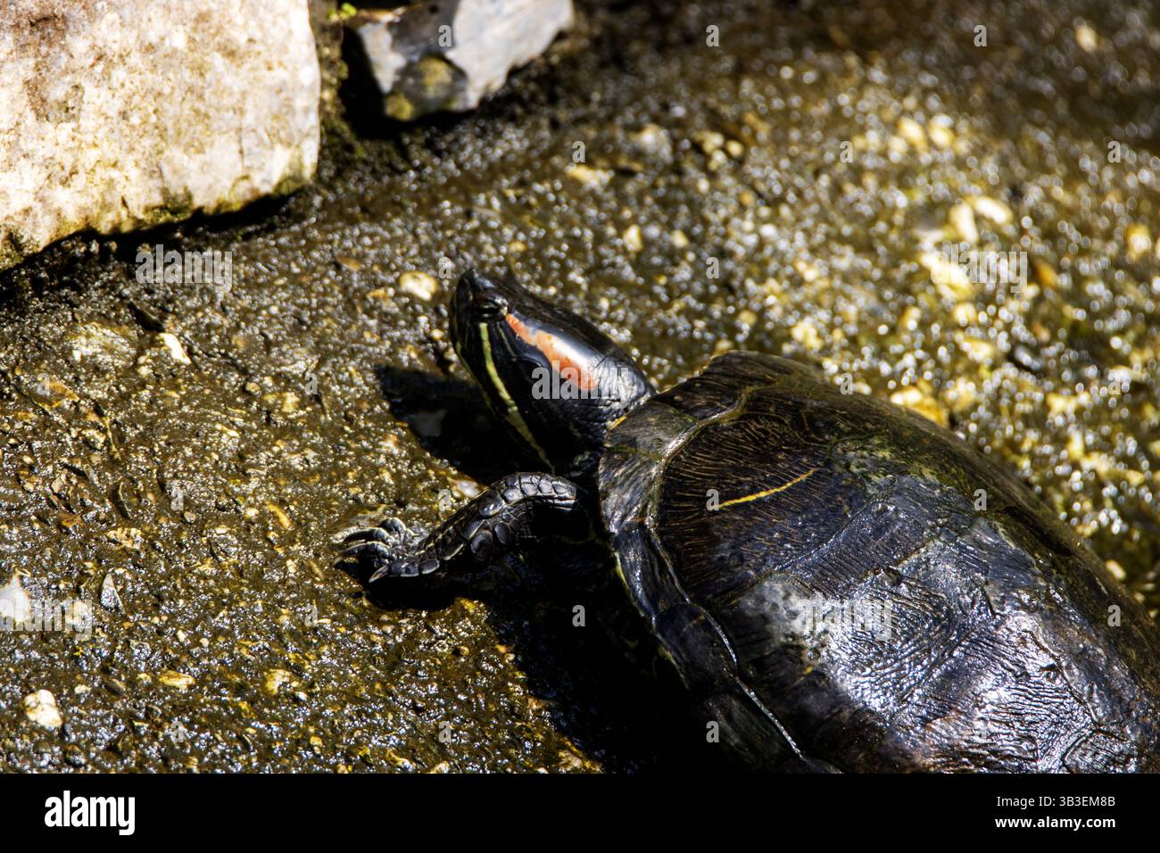 Red Eared terrapin (Pseudemys scripta elegans Stock Photo - Alamy