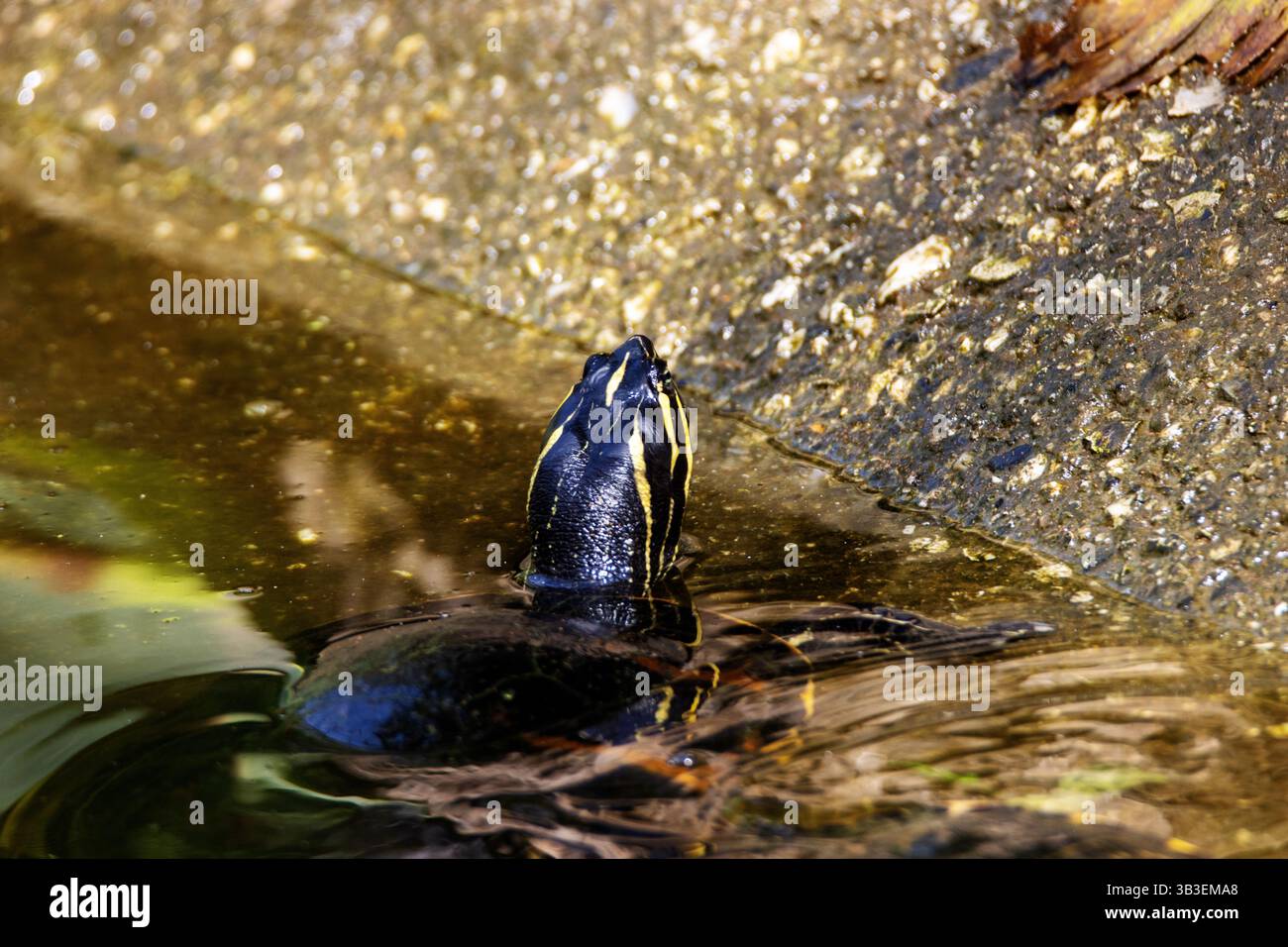 Red Eared terrapin (Pseudemys scripta elegans Stock Photo - Alamy