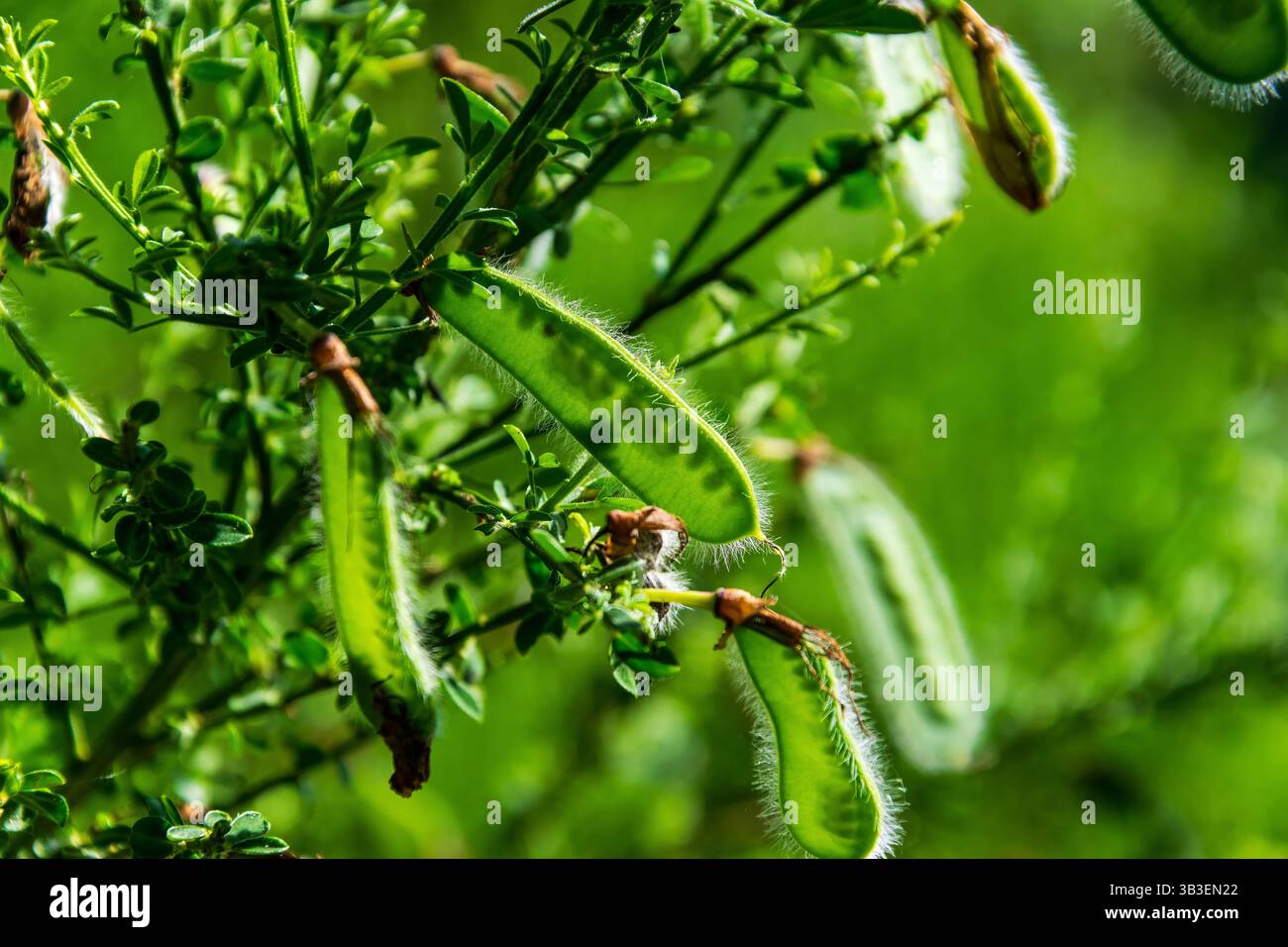 Fuzzy plant pods close-up Hairy green plant seed pods glowing in ...