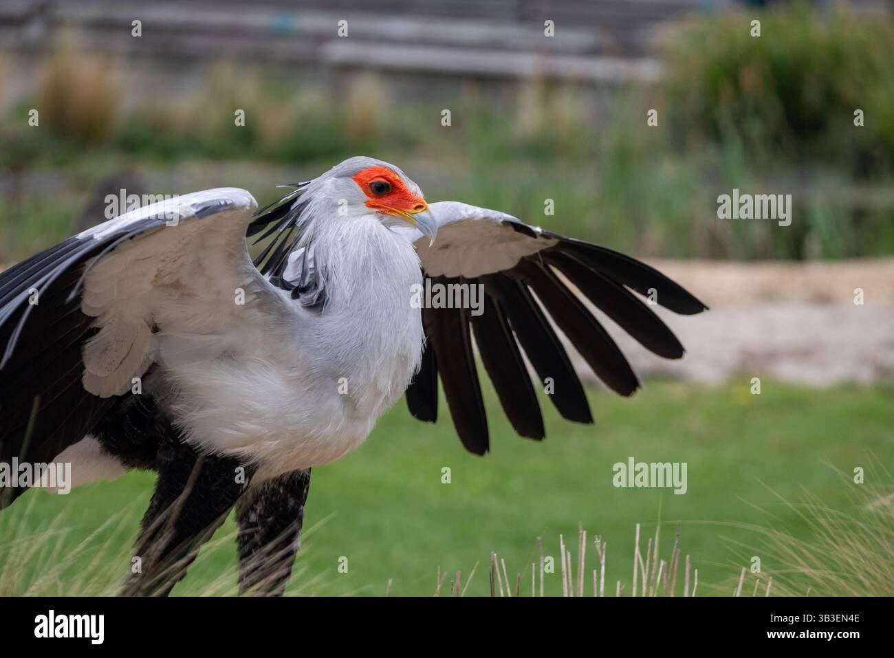 Secretary bird in natural habitat hi-res stock photography and images ...