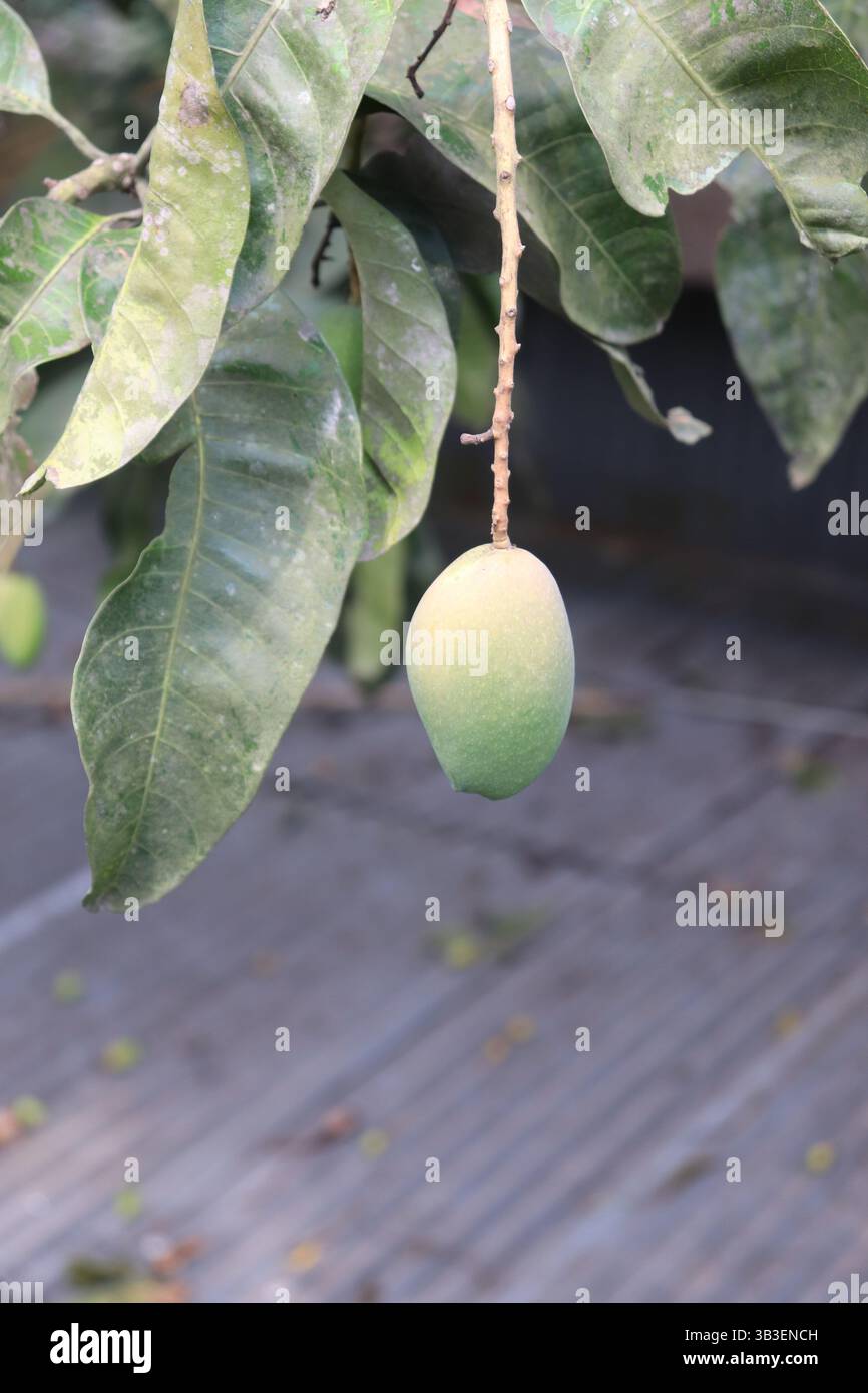 Captures a green raw mango hanging from a branch, enveloped by foliage ...