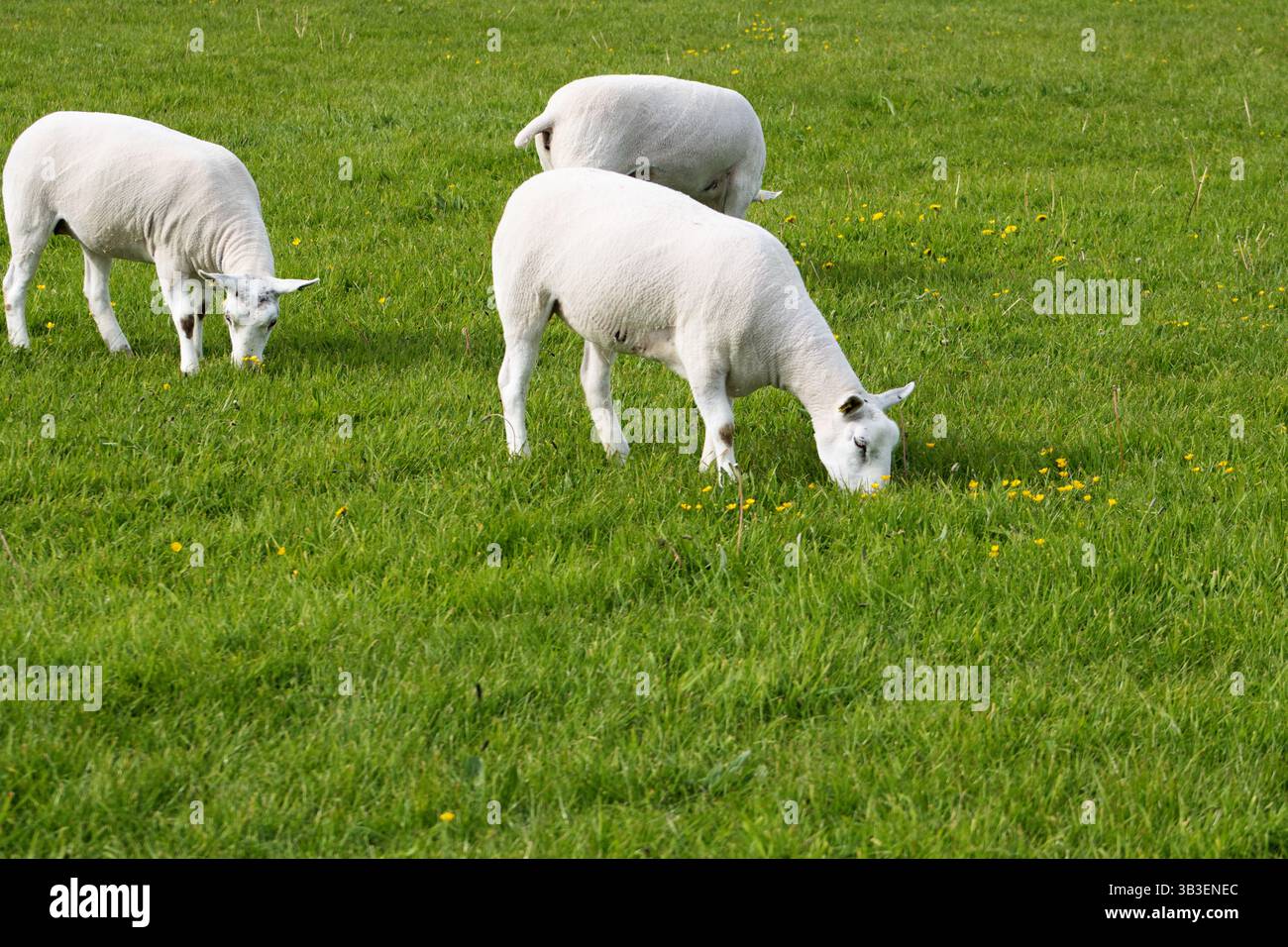 three white sheep grazing on bright green grass Stock Photo - Alamy
