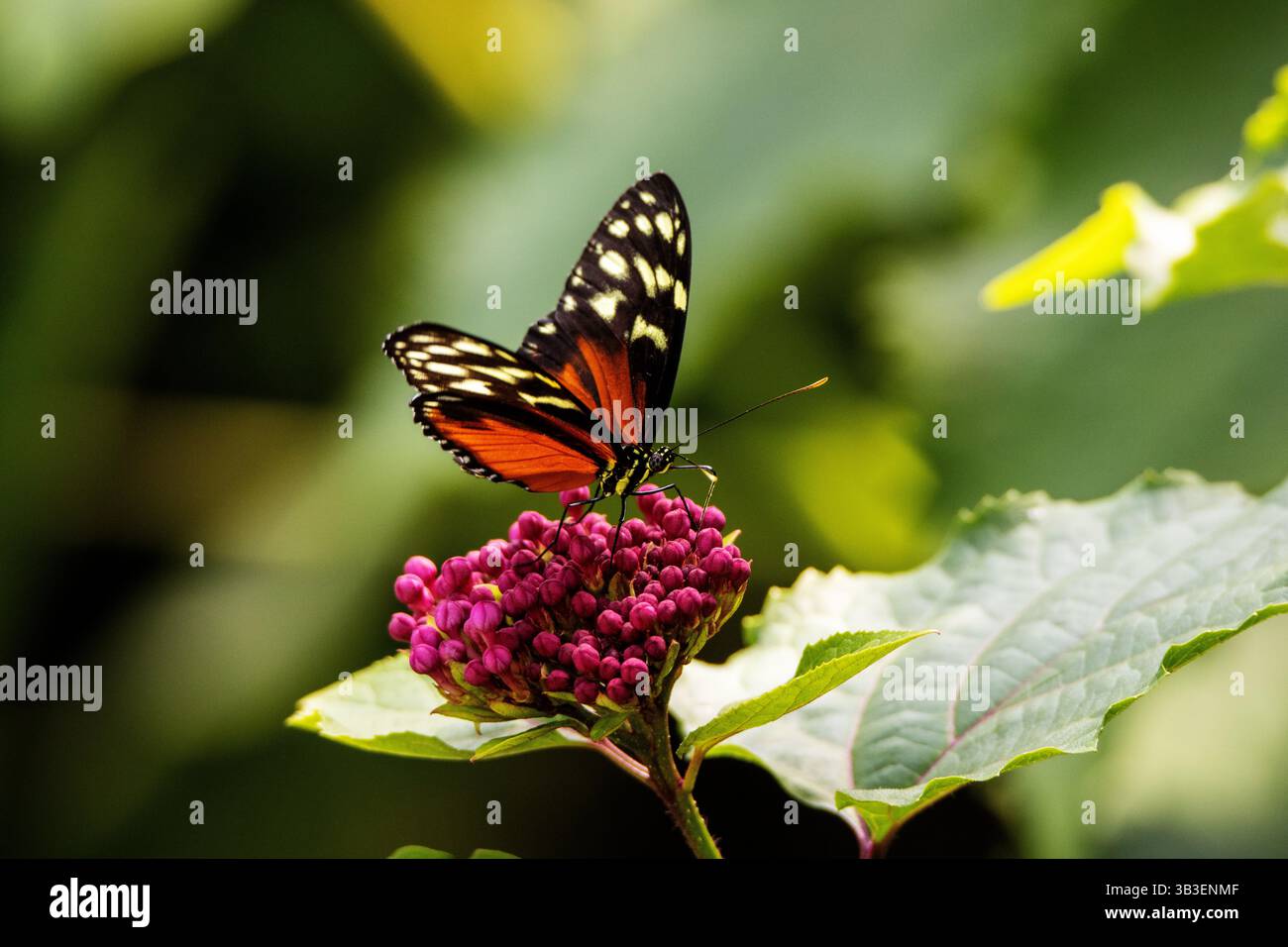 Tiger, Hecale or Golden longwing butterfly (Heliconius hecale) feeding ...