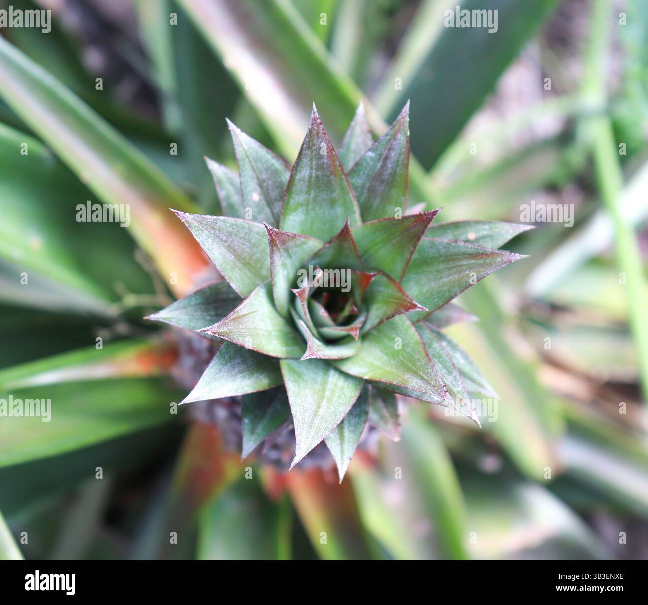 Top view close-up reveals intricate pineapple crown details, showcasing ...