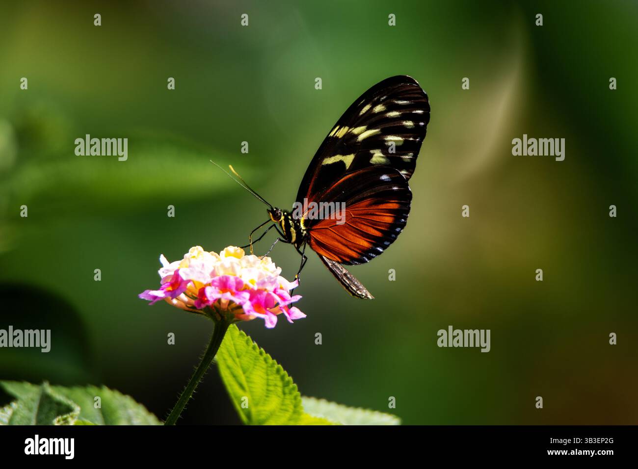 Tiger, Hecale or Golden longwing butterfly (Heliconius hecale) feeding ...