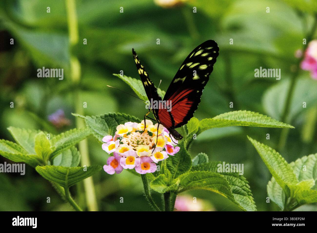 Tiger, Hecale or Golden longwing butterfly (Heliconius hecale) feeding ...