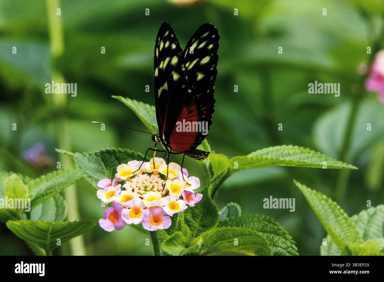 Tiger, Hecale or Golden longwing butterfly (Heliconius hecale) feeding ...