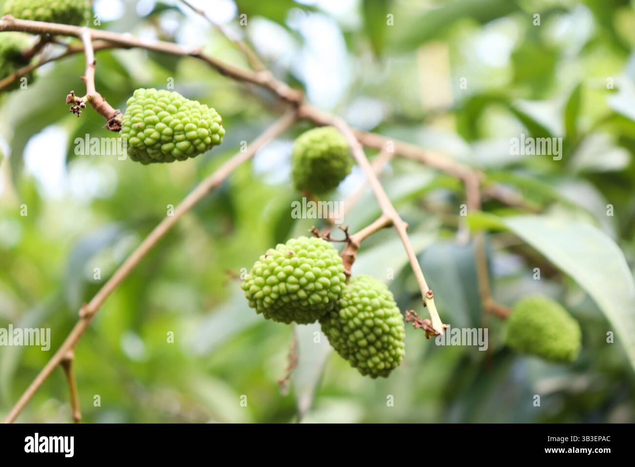 Depicts several small, unripe lychee fruits hanging from tree branches ...