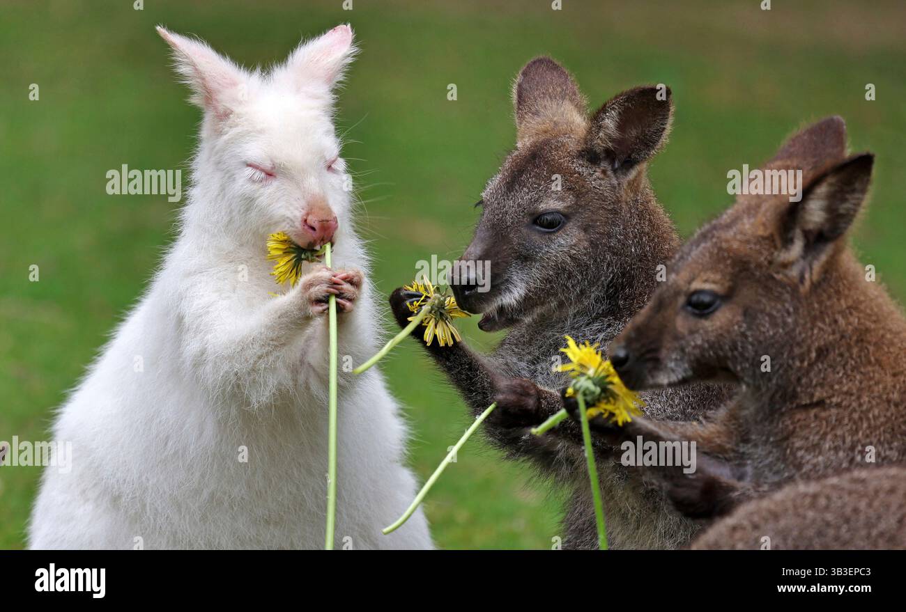 Abigail, the albino kangaroo at Marlow Bird Park, gets flowers for ...