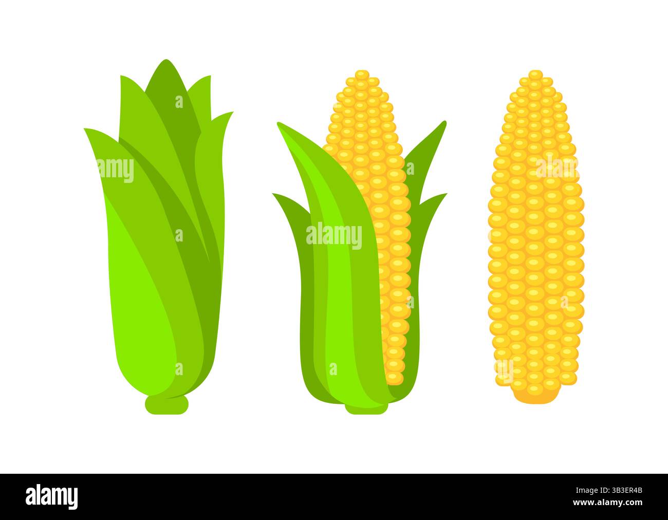 Fresh corn cobs, a healthy and delicious summer treat, displayed in ...