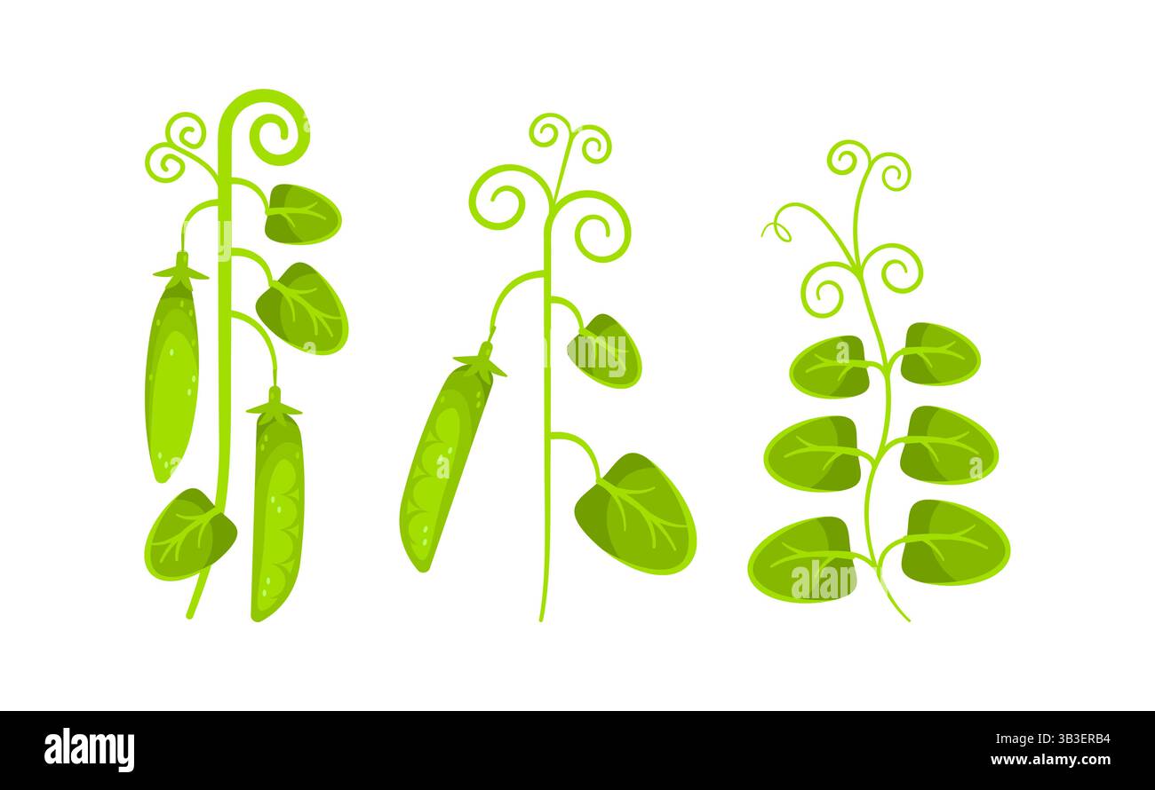 Growing pea plant with pods and leaves showing plant development stages ...