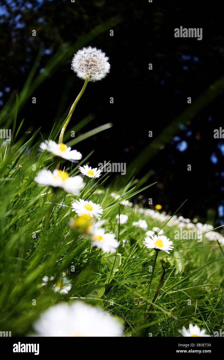 wildflower growing in the Devon countryside Stock Photo - Alamy