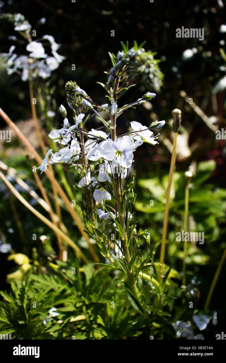 wildflower growing in the Devon countryside Stock Photo - Alamy