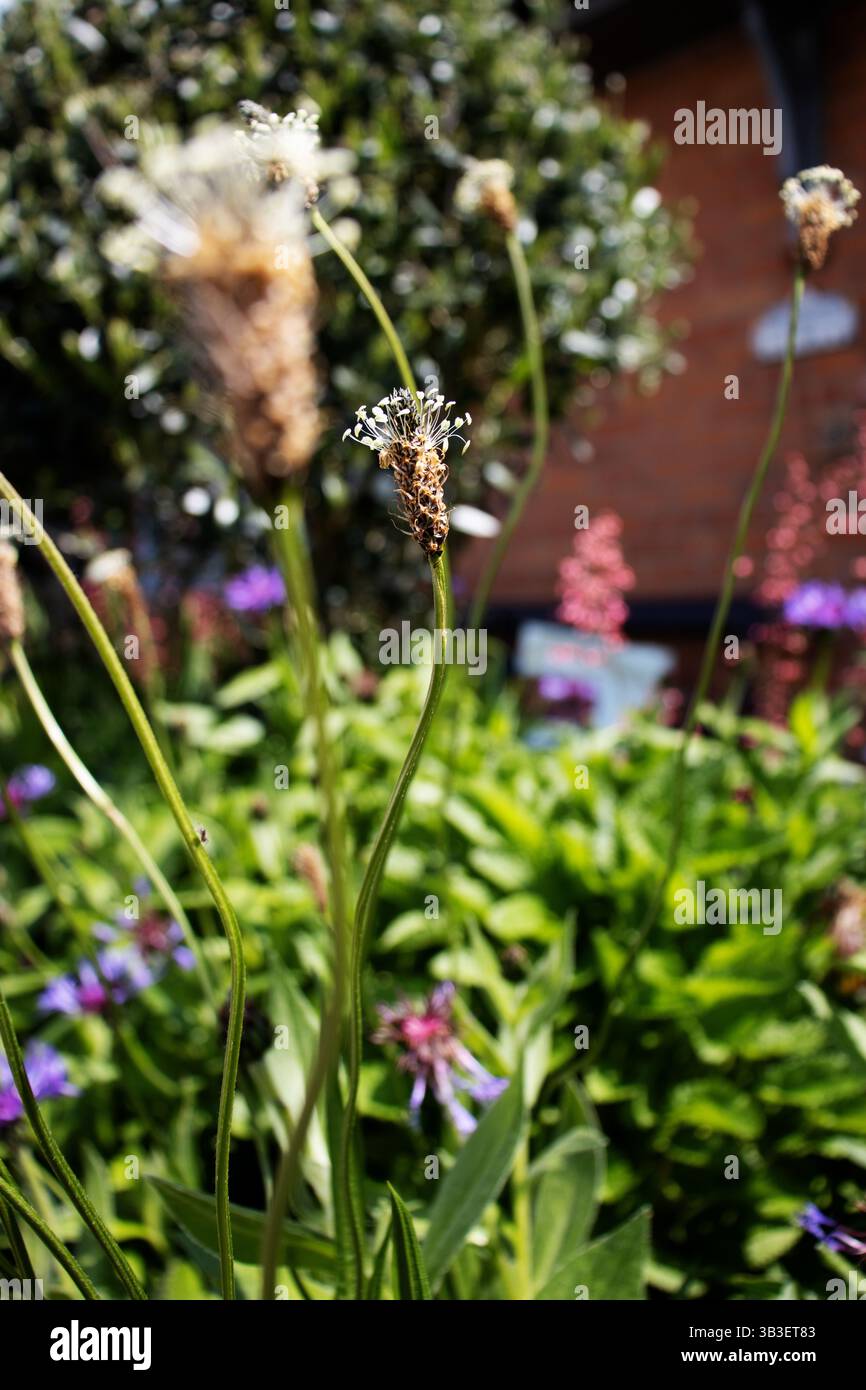 wildflower growing in the Devon countryside Stock Photo - Alamy
