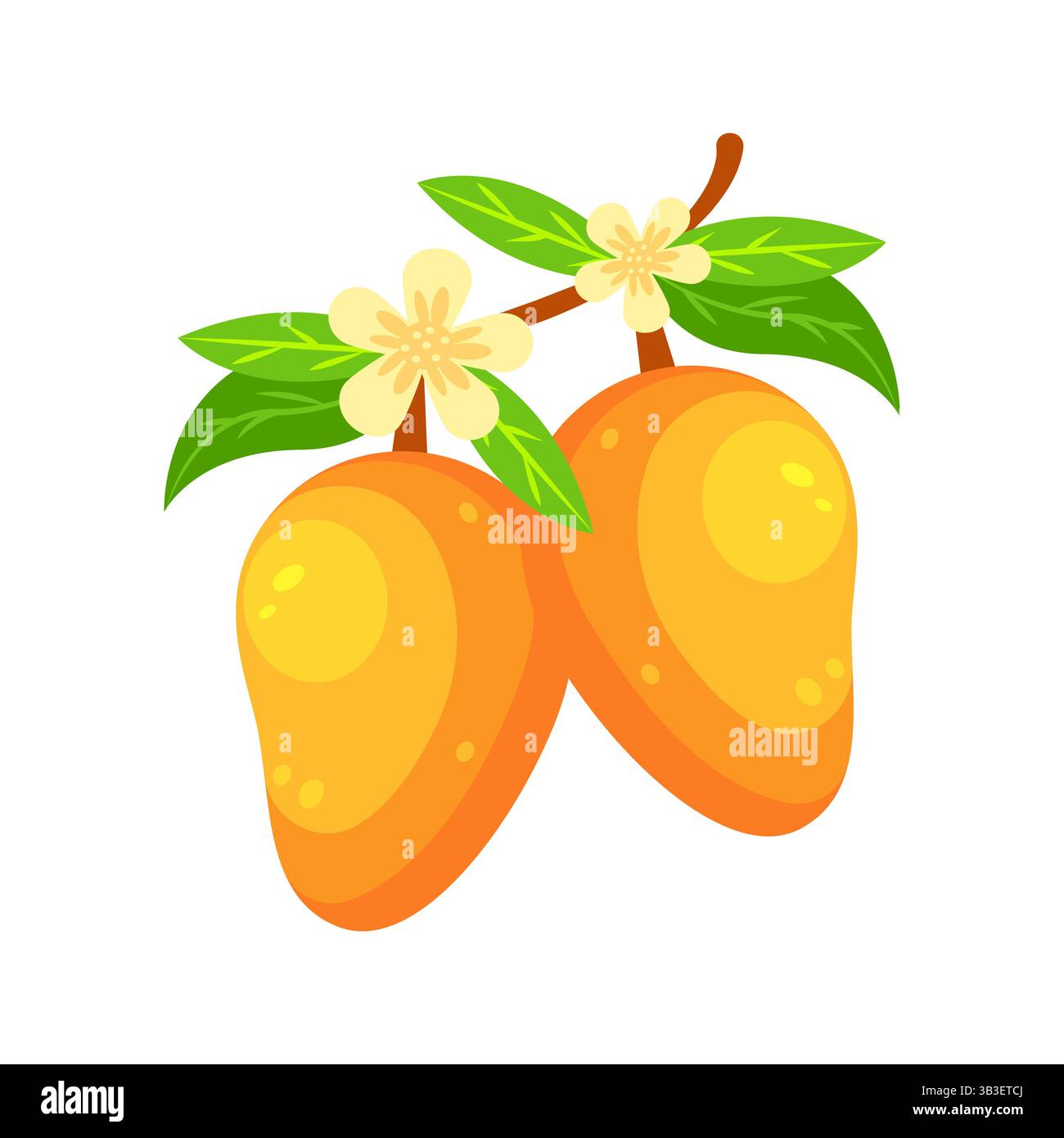 Green mangoes hanging from tree Stock Vector Images - Alamy