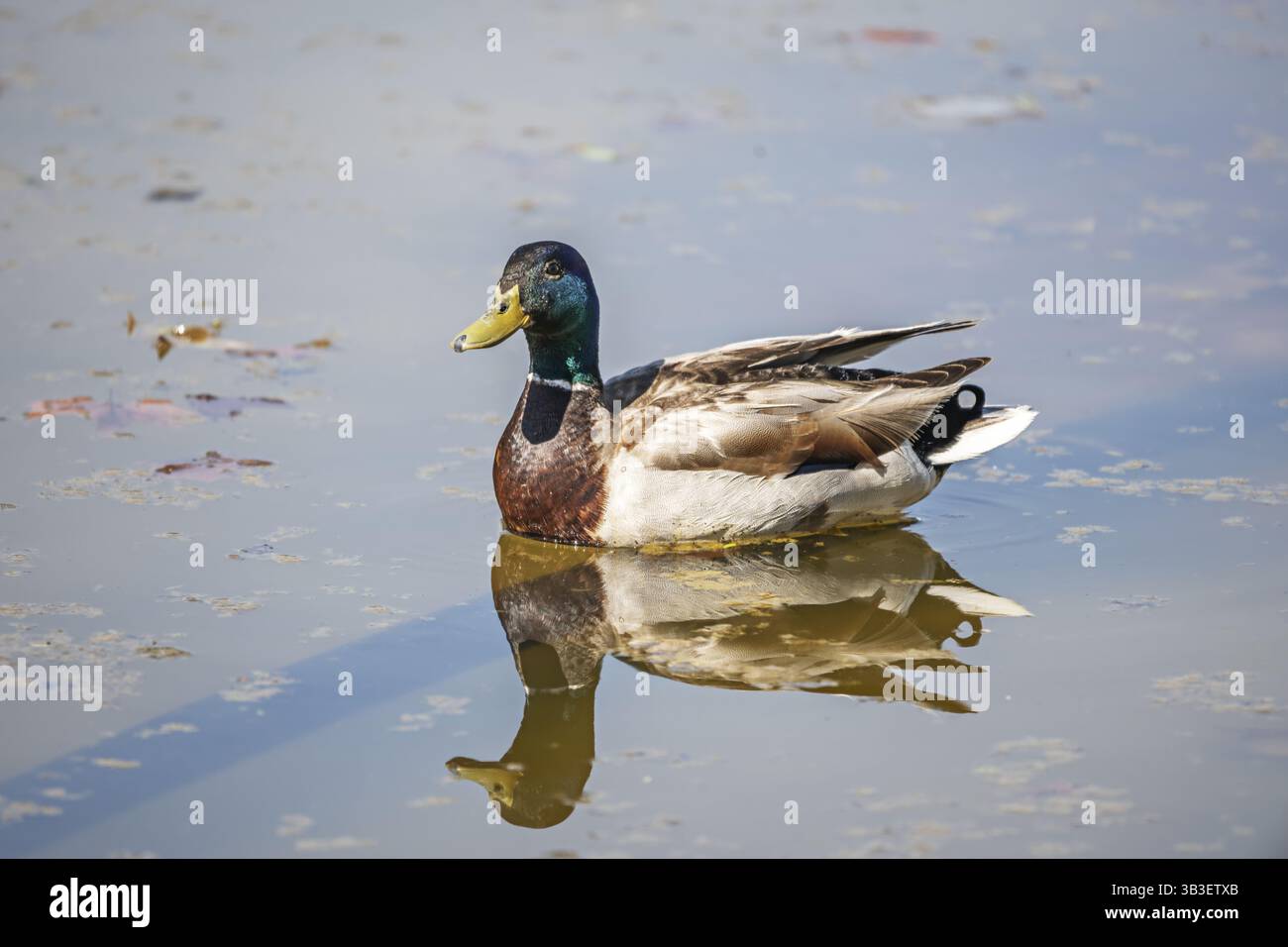 The mallard, mallard, or collared duck is a species of anseriform bird ...