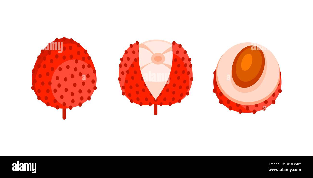 Fresh lychee fruit showing whole, peeled and sliced stages Stock Vector ...